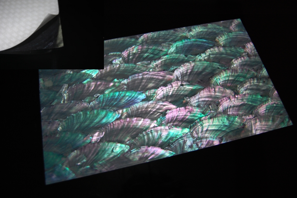 Donkey Ear Enhanced Adhesive Veneer – FICCENT Shell Veneers